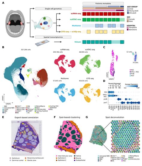 A Single Cell Multiomic Atlas Of Human Tonsillar Cells A Schematic