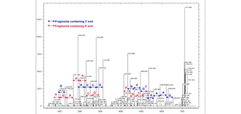 Oligonucleotide Sequence Confirmation Novatia Llc Oligonucleotide Sequence Confirmation Novatia Llc