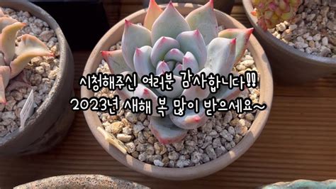 이쁘게 물든 다육이들 구경하러오세요~~ Youtube