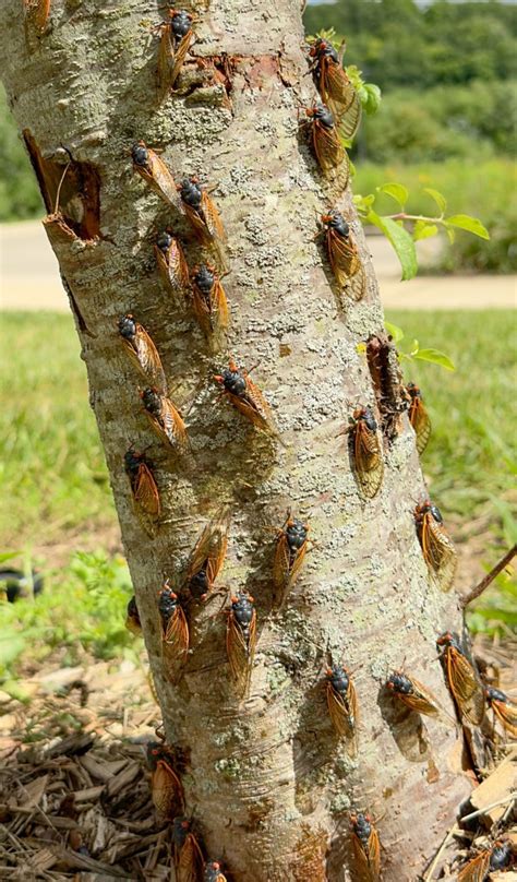 Billions Of Noisy Cicadas Will Emerge In Parts Of New York New Jersey
