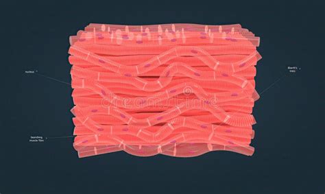 Fusiform Muscle Stock Illustrations 68 Fusiform Muscle Stock