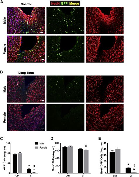 Spatial And Sex Dependent Responses Of Adult Endogenous Neural Stem