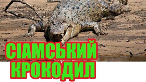 Який сіамський крокодил Де він живе і чому зменшується популяція чисельності Youtube