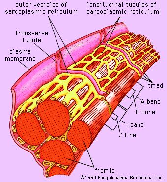 Muscle Myofibrils Contraction Proteins Britannica