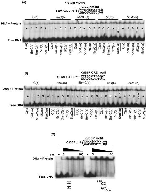 C Ebpβ Cebpb Protein Binding To The C Ebp Cre Dna 8 Mer Ttgc Gtca Is