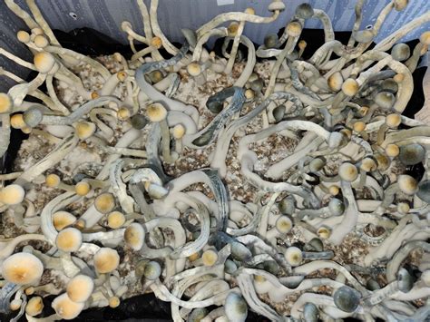Psilocybe Natalensis 👌 Rpsilocybenatalensis