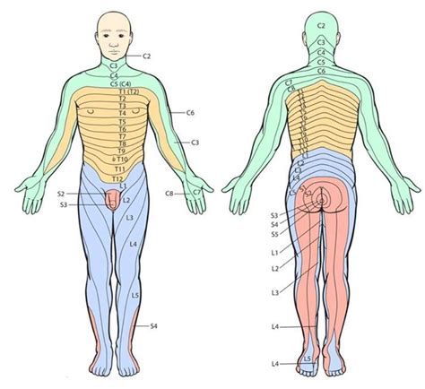 Dermatomes 2 Puzzle En Ligne