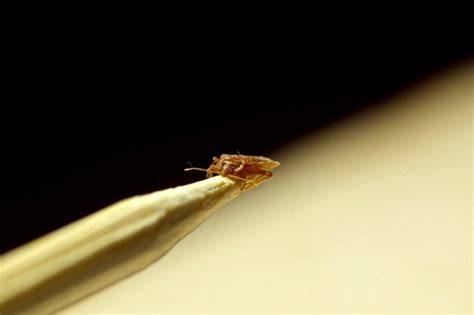 Back In School Bed Bugs Spreading In School Settings
