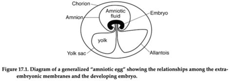 Lab Wk10 Amniote Development Flashcards Quizlet