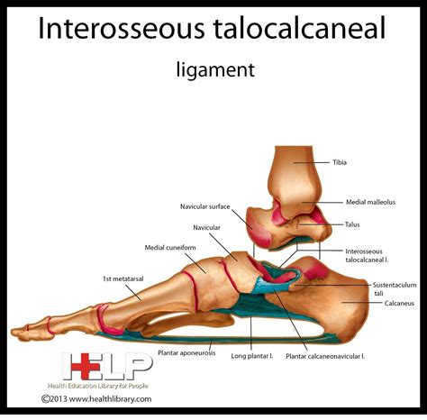 Interosseous Ligament