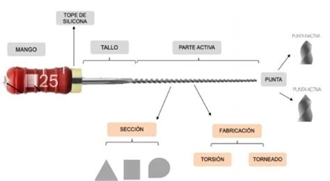 Pqm Preparacion Quimiomecanica Del Canal Radicular Quizlet