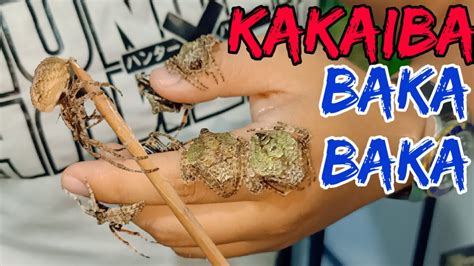 Baka Baka Vs Japan Giant Spider Test Fight Youtube