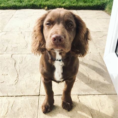 At What Age Is A Cocker Spaniel Full Grown