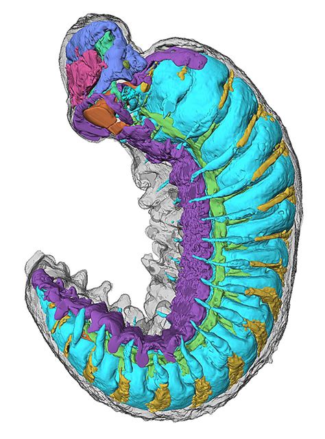 🧬 A 520 Million Year Old Fossil Reveals Unexpected Secrets
