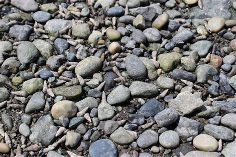 Tide Left The Shore And Visible Periwinkle Shells On The Beach Stock