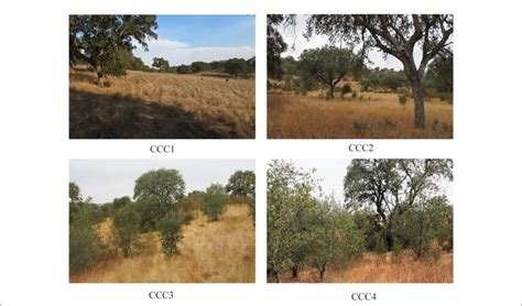 Figure Example Of A Plot Of Each Crown Cover Class Ccc Four Crown Download Scientific