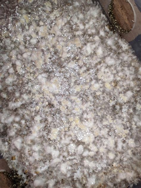 Is This Early Trichoderma R Shrooms