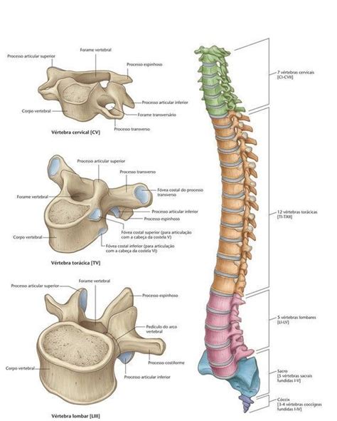 Spinal Column Vertebrae Anatomy Poster 18 X 24 Etsy Artofit