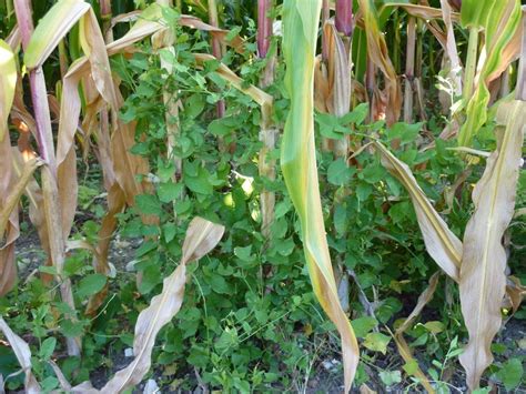 Revisiting Biological Control Of Field Bindweed