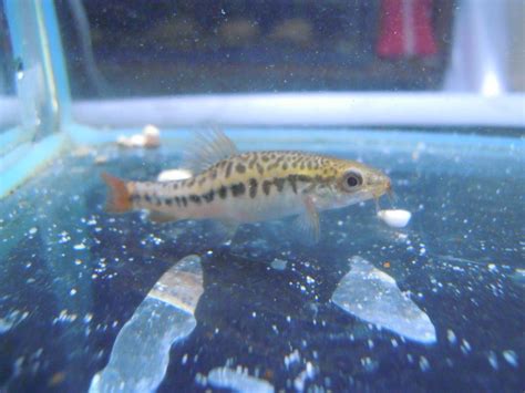 Yunnanilus Brevis Юннанилус бревис ВСЕ О ПРЕСНОВОДНЫХ РЫБАХ