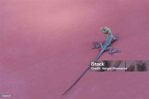 Tokek Kecil Kepala Besar Dan Ekor Panjang Tubuh Tipis Amfibi Fleksibel