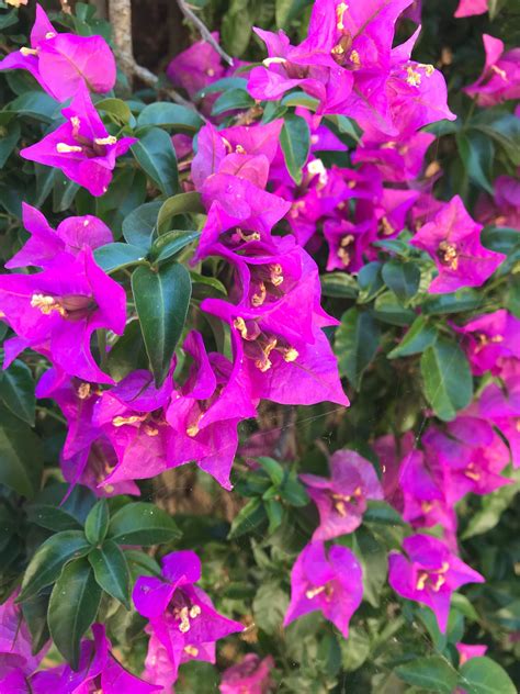 Villa Fleurette Villa Fleurette Added A New Photo