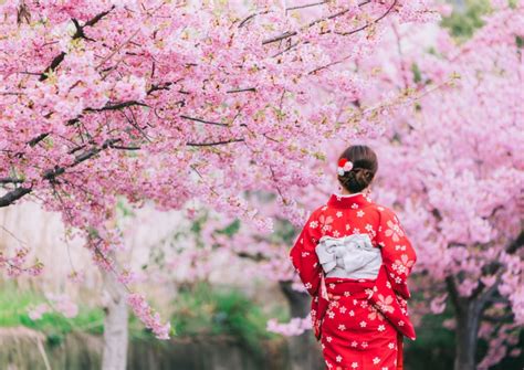 How To Really Celebrate Japans Cherry Blossom Season Japanspecialist