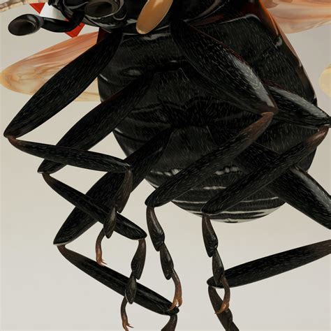 3d Ladybug Pose2 Model