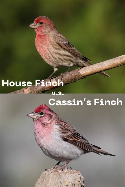 House Finch Vs Cassins Finch Difference Between House Finch And