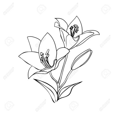 Lily Flower Drawing Outline