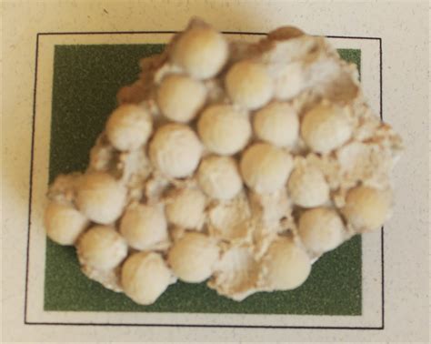 Phylum Tracheophyta Kansas Geology