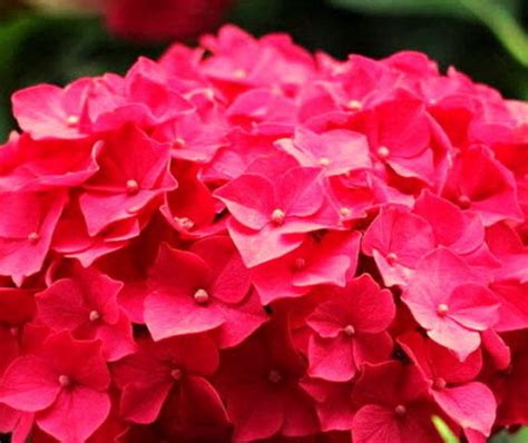 Red Hydrangea Photo Varieties With Names Planting And Care Healthy