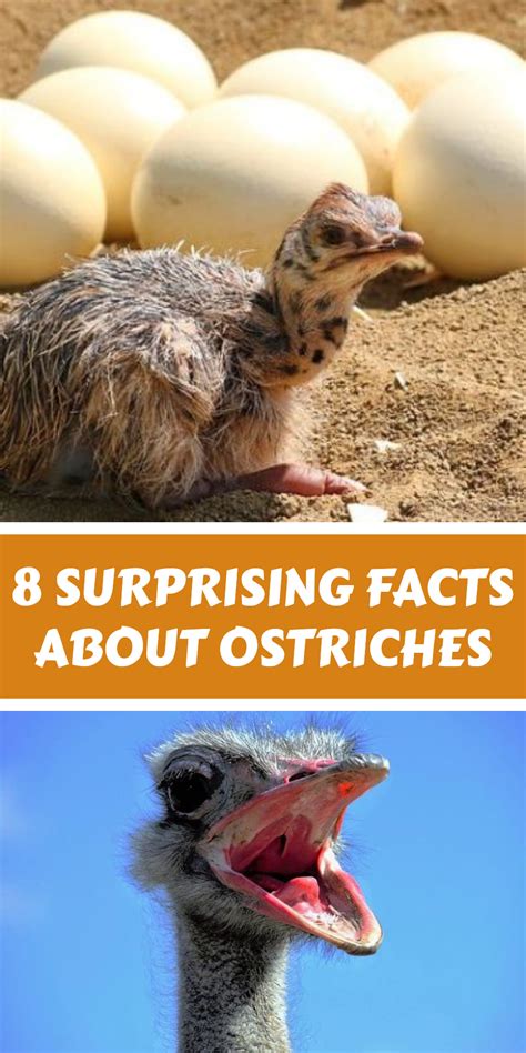 8 Surprising Facts About Ostriches Ostrich Jokes Flightless Bird