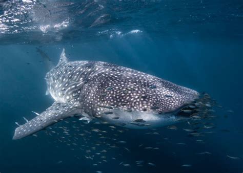Valhaj I Australien Arkivfoto Bild Av Puckelrygg Flotta 155618936