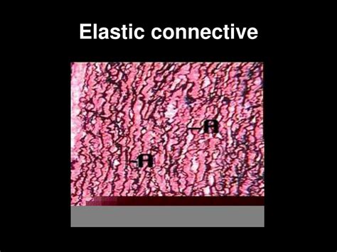 Ppt Understanding Tissues And Intercellular Connections In The Human