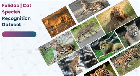 Felidae Cat Species Recognition Dataset Cat Recognition Image