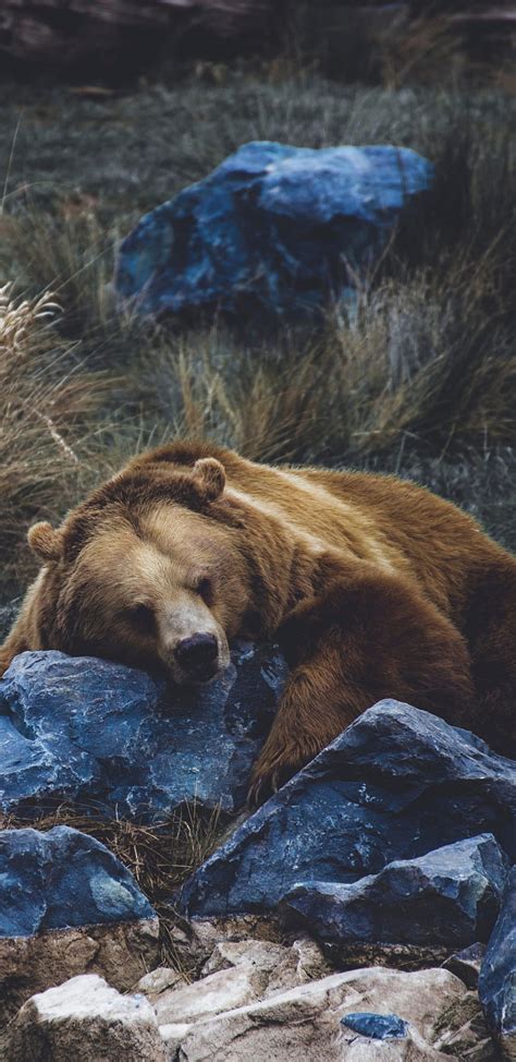 Urso Wallpapers Phone Wallpaper Images Cool Wallpapers For Phones