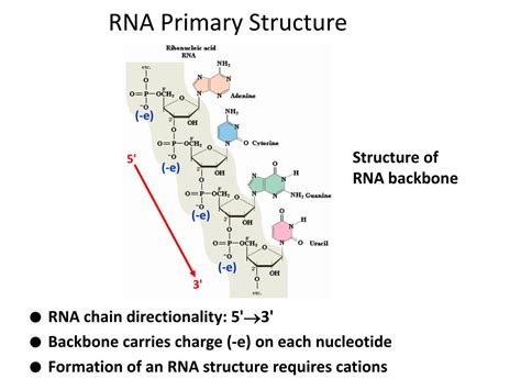 Ppt Dna And Rna Powerpoint Presentation Free Download Id 2080930