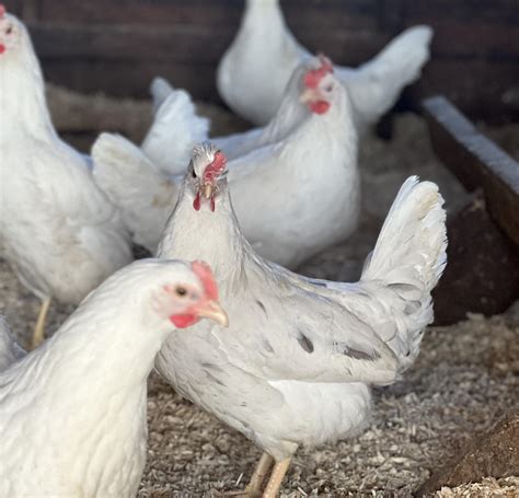 Mikes Poultry Our French Copper Maran Pullets We Are Facebook