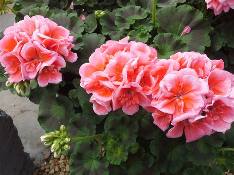 Pelargonium Zonale Calais 12cm Jaunstādi Onava Lv