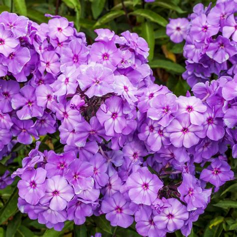 Purple Flame Tall Phlox Flower Root Scented Perennial
