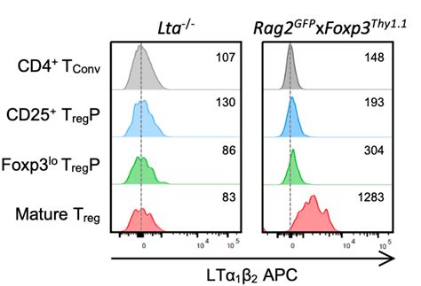 胸腺treg发育中被忽视的关键分子，你知道吗？foxp细胞检测