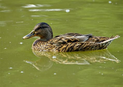 Mallard Duck Nature Free Photo On Pixabay