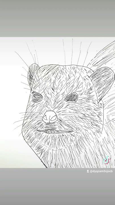 바위너구리 Youtube