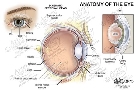 Anatomy Of The Eye Artery Studios