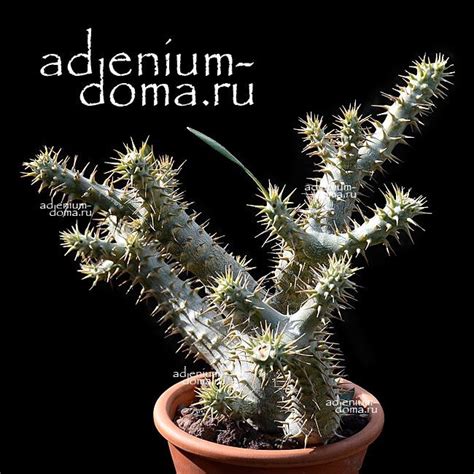 Pachypodium ROSULATUM (Пахиподиум): купить 2 семени c доставкой почтой ...
