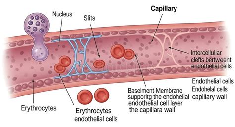 Intercellular Clefts Stock Illustrations 2 Intercellular Clefts Stock Illustrations Vectors
