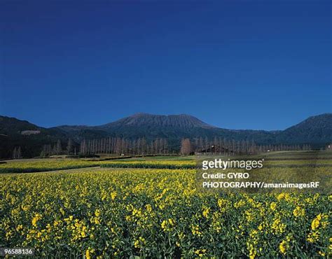 Ikoma Photos And Premium High Res Pictures Getty Images