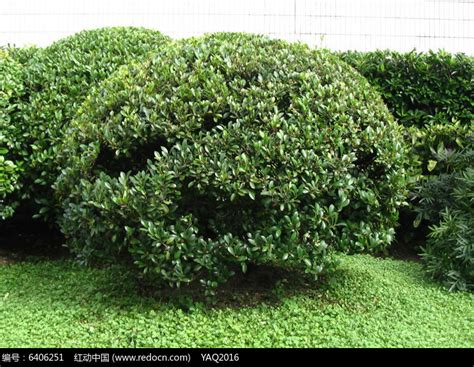 蚊母蚊母树 随意云