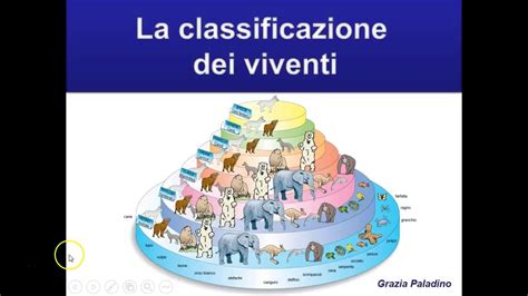 La Classificazione Dei Viventi Youtube